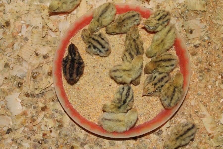 17 შეცდომიდან წარმატებულ ფერმამდე | BPN.GE