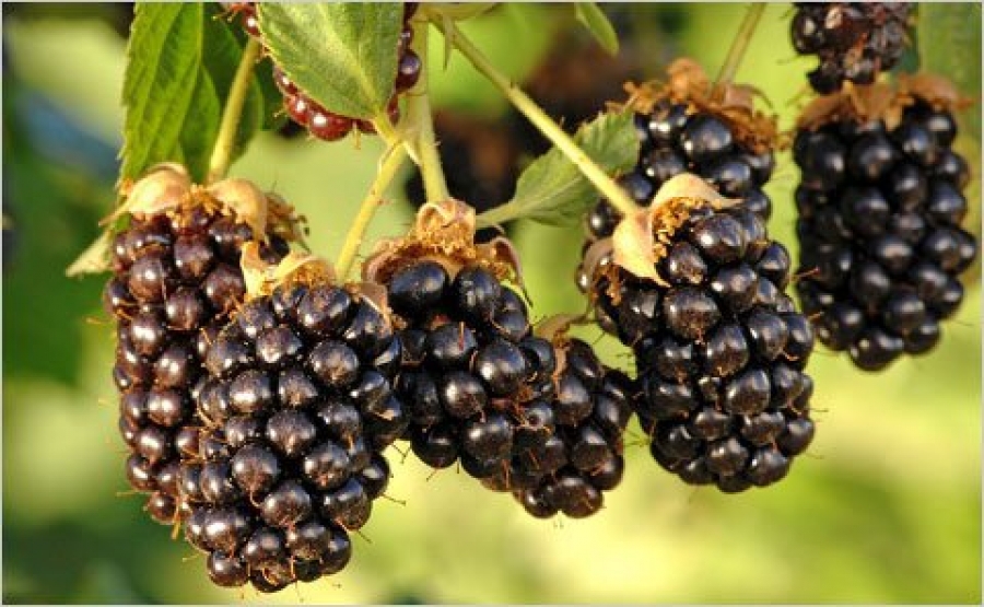 რა ეღირება მაყვალი და როგორ მოსავალს ელოდებიან ფერმერები წელს | BPN.GE