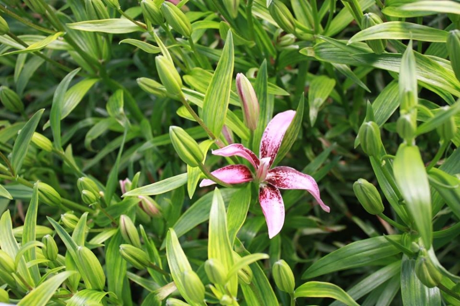 წეროვანში მოყვანილი ქართული ლილიები ბაზარზე იმპორტირებულს უწევს ...