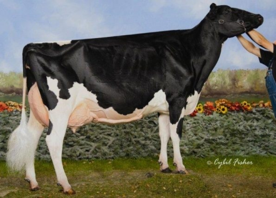 ყველაზე ძვირადღირებული პირუტყვი | BPN.GE