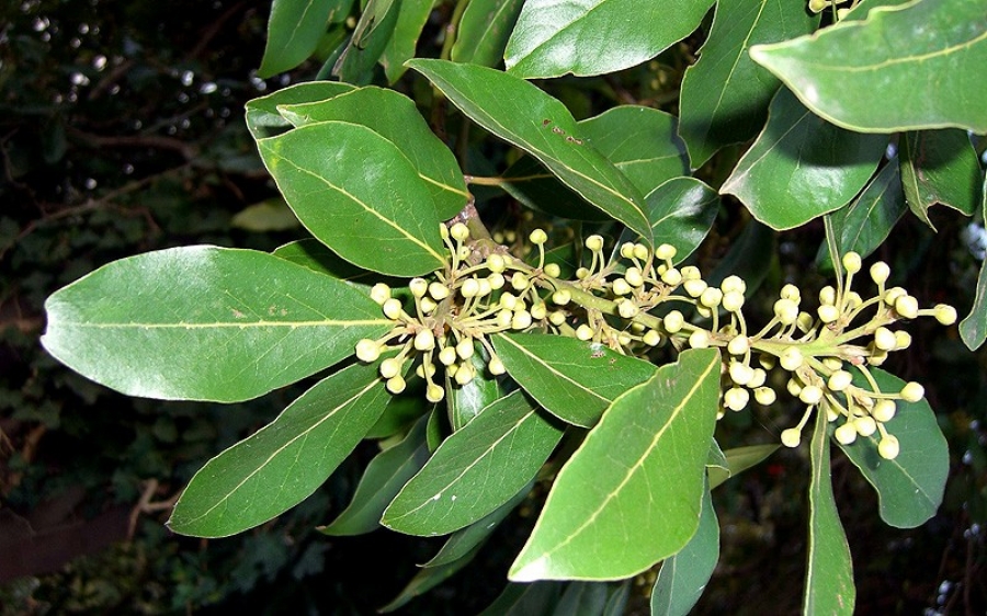 ქართული დაფნა ექსპორტზე გადის | BPN.GE