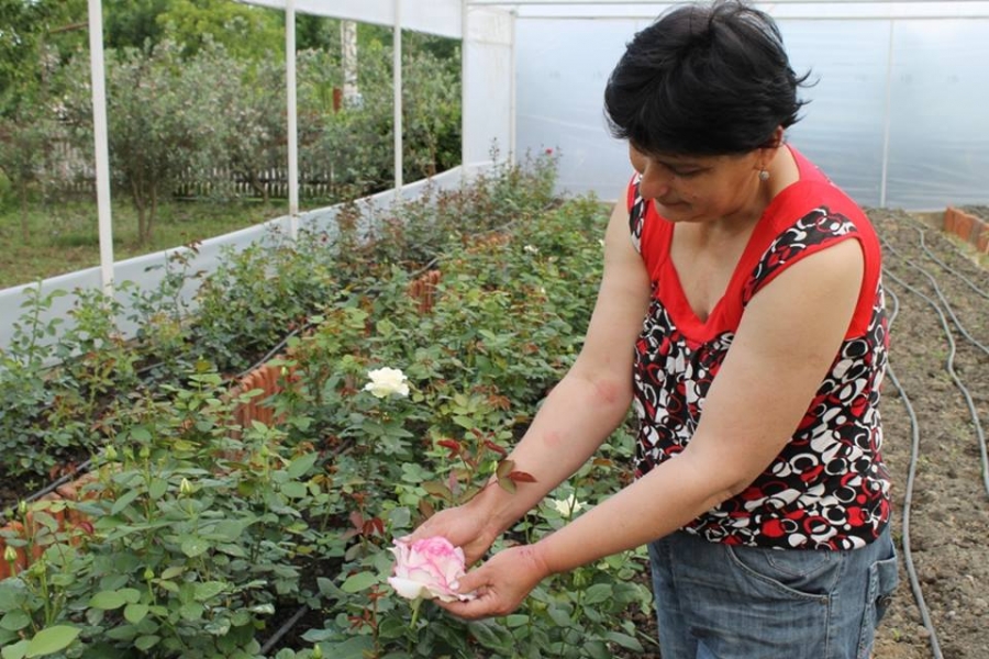 როგორ წამოიწყეს აბაშელმა ქალბატონებმა ვარდების ბიზნესი | BPN.GE