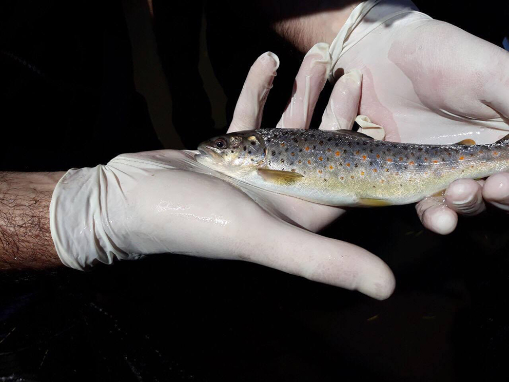 ეროვნულ საშენ მეურნეობაში გამოყვანილმა „წითელ ნუსხაში“ შესულმა 2 წლის ...