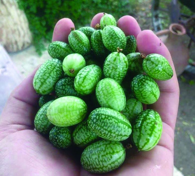 როგორ გამოიყურება საზამთროს ფორმის კიტრი | BPN.GE