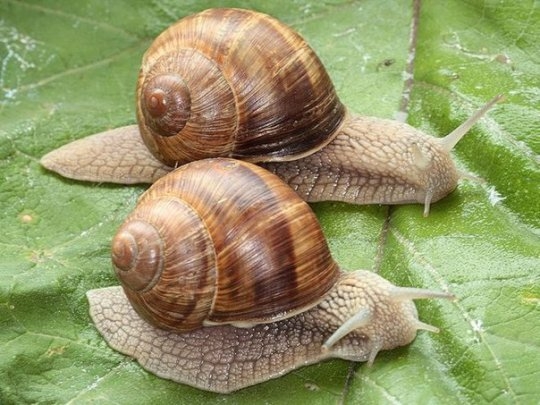 ქართული კომპანია 45 ტონა ლოკოკინას ექსპორტზე იტალიაში გაიტანს | BPN