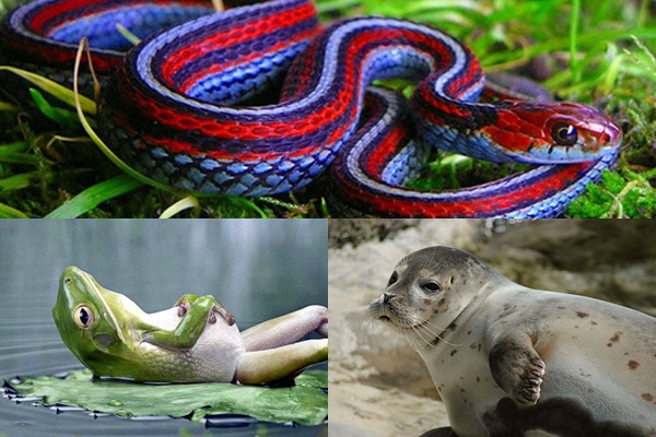 გველი, სელაპი, ბაყაყის თათები - ეგზოტიკური პროდუქტები, რომელსაც ...