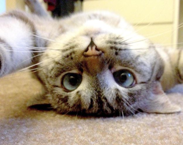 მდიდარი კატები - როგორ გამოიმუშავეს ოთხფეხა მეგობრებმა მილიონები | BPN.GE