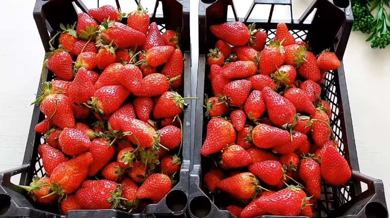 თურქული მარწყვი საქართველოში თითქმის 1000%-იანი ფასნამატით იყიდება ...