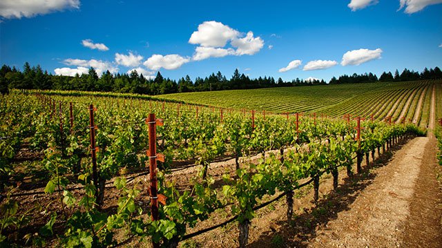 საქართველო ვენახის სიმჭიდროვით იტალიასა და საფრანგეთს უსწრებს | BPN