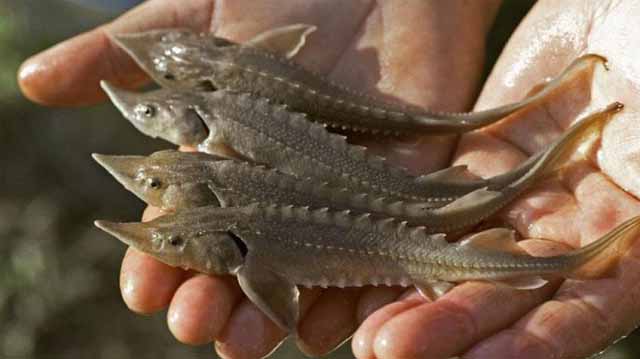 „სომხებს ზუთხი გამოჰყავთ და ყიდიან, ჩვენ მათზე 10-ჯერ მეტი მდინარე ...