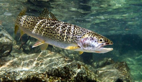 საქართველოს მდინარეები ნაკადულის კალმახის 900 ათასი ქვირითით ...