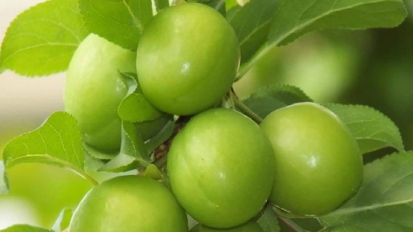 1 კგ ალუჩა 250 ლარი - რა ღირს იმპორტირებული თუთა და საზამთრო | BPN