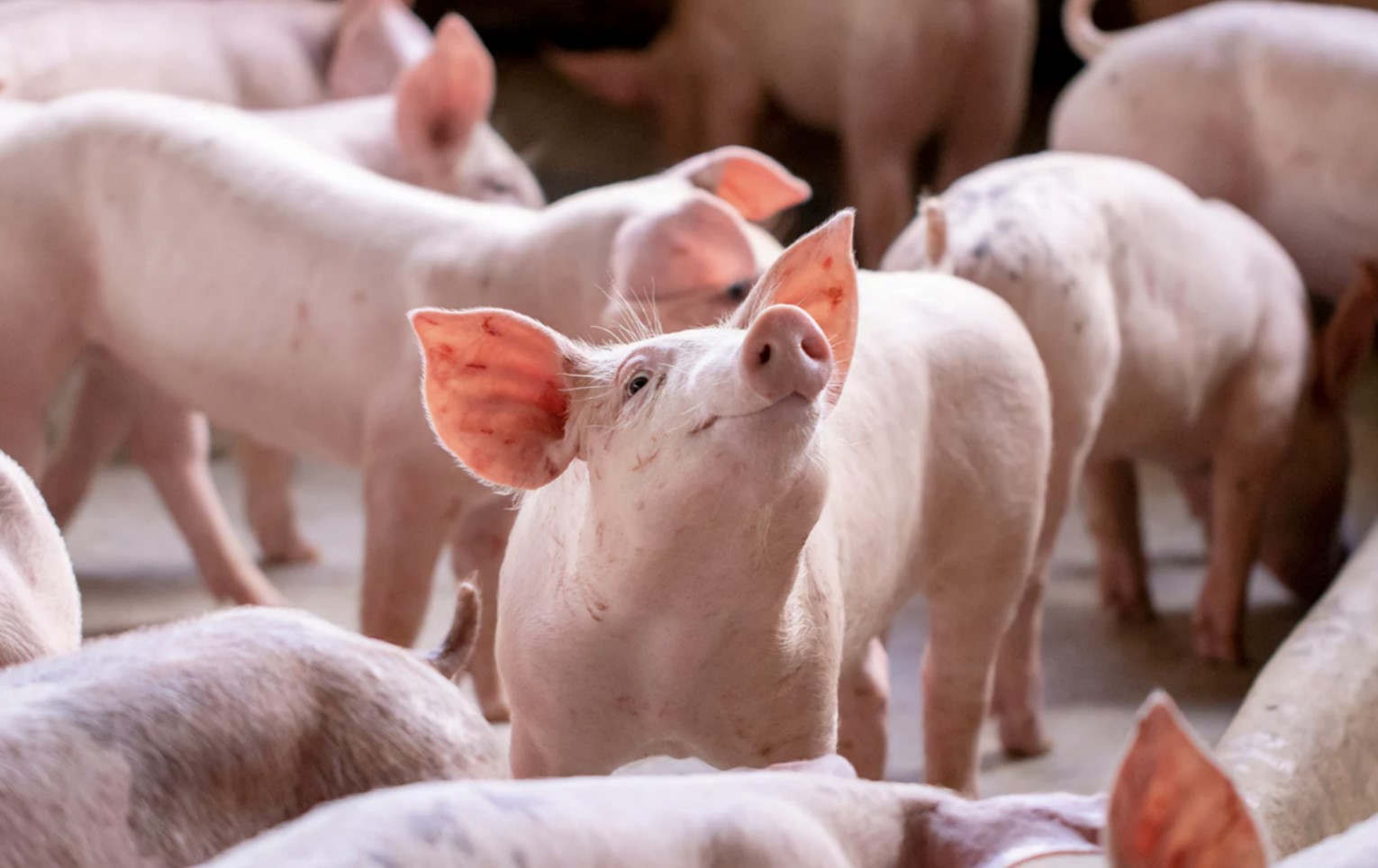 საქართველოში ცოცხალი ღორების უდიდესი ნაწილი რუსეთიდან შემოდის | BPN