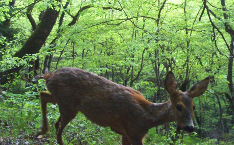 „ბილიკზე სიარულისას შეიძლება შეგხვდეთ შველი“ - რატომ უნდა ეწვიოთ ...