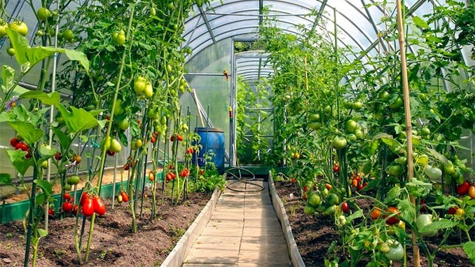 „ქართული ბოსტნეული სათბურებიდან“ - მთავრობა ახალი პროგრამას იწყებს | BPN