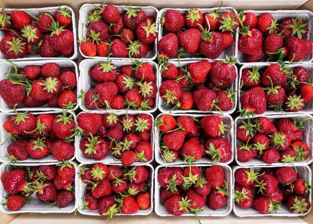 საქართველოს მარწყვის იმპორტი გაუძვირდა - როგორია ფასი | BPN.GE